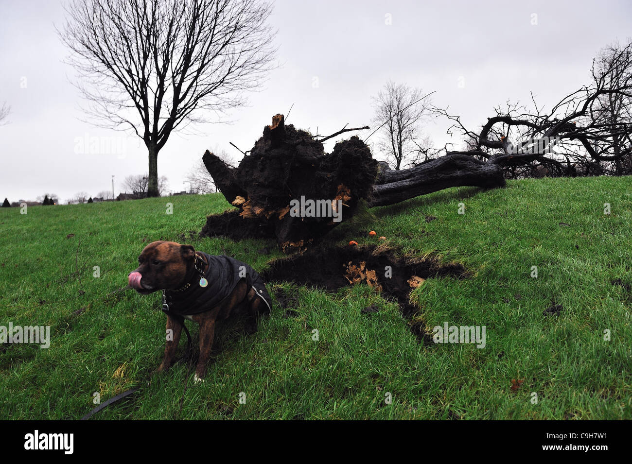 A dog licks its lips beside an uprooted tree in Glasgow Green Stock ...