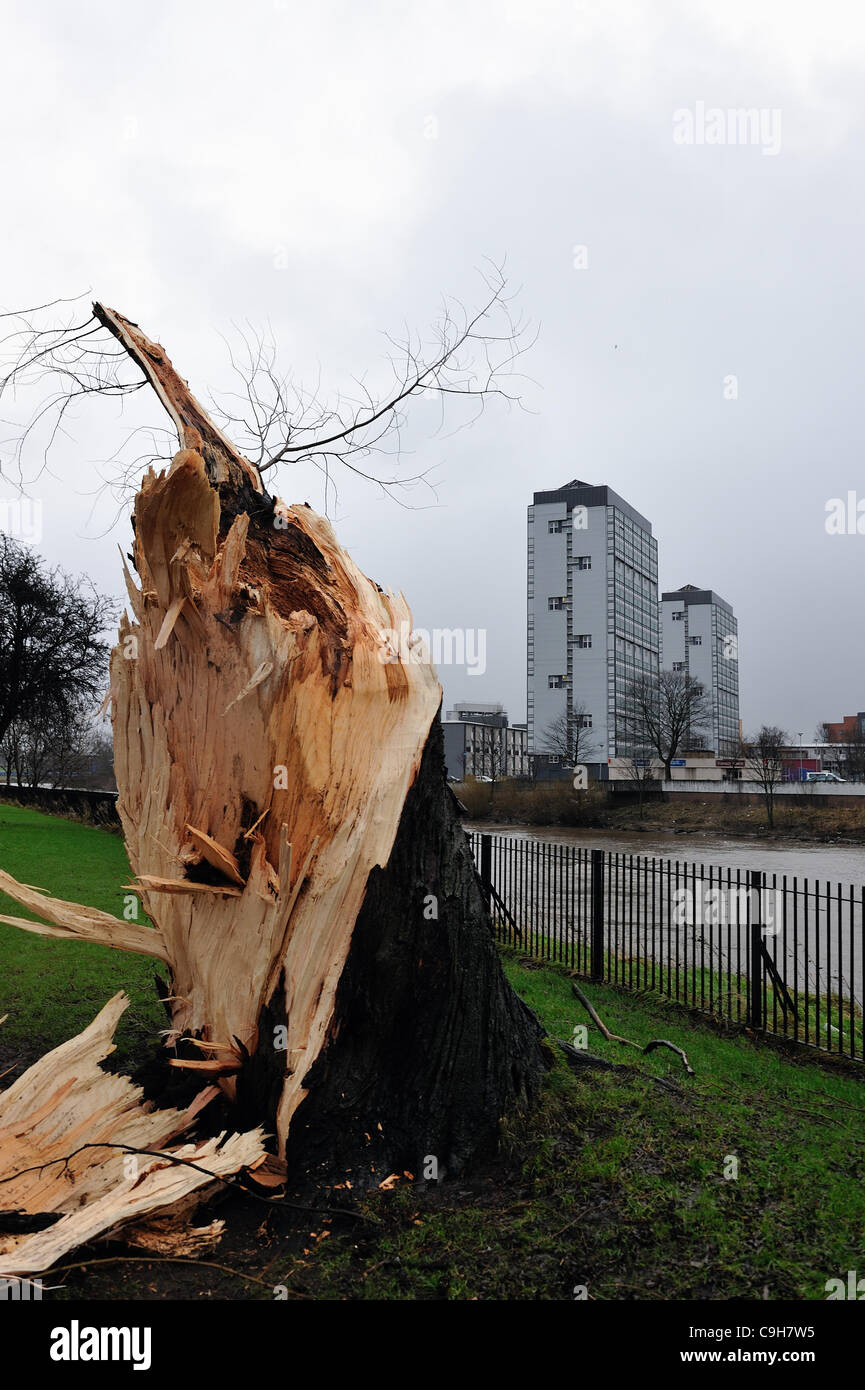 A huge old tree in Glasgow Green is snapped in half following heavy ...