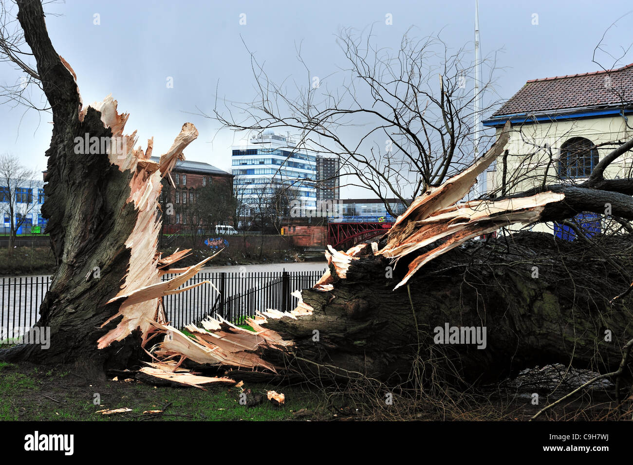 A huge old tree in Glasgow Green is snapped in half following heavy ...