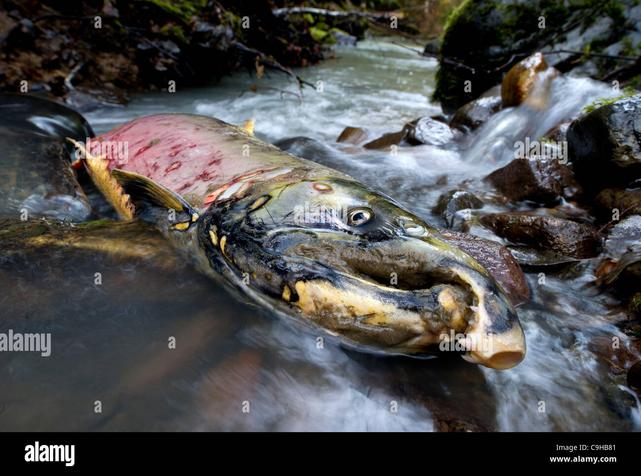 Dead salmon after spawning hi-res stock photography and images - Alamy