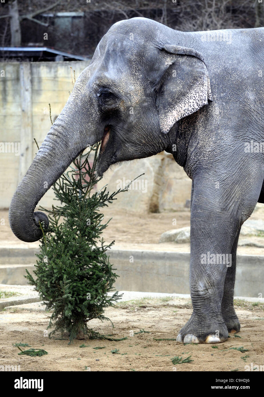 Asian elephants in Prague zoo got from their keepers popular yearly ...