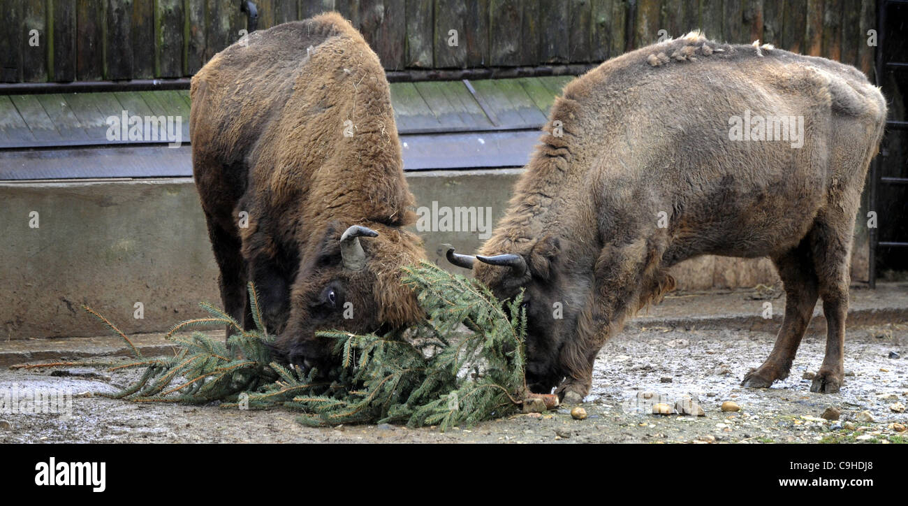 European Bison in Prague zoo got from their keepers popular yearly ...