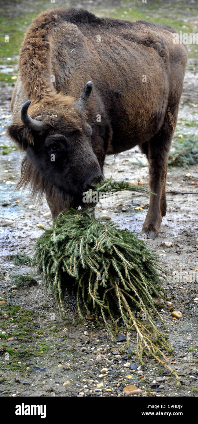 European Bison in Prague zoo got from their keepers popular yearly ...