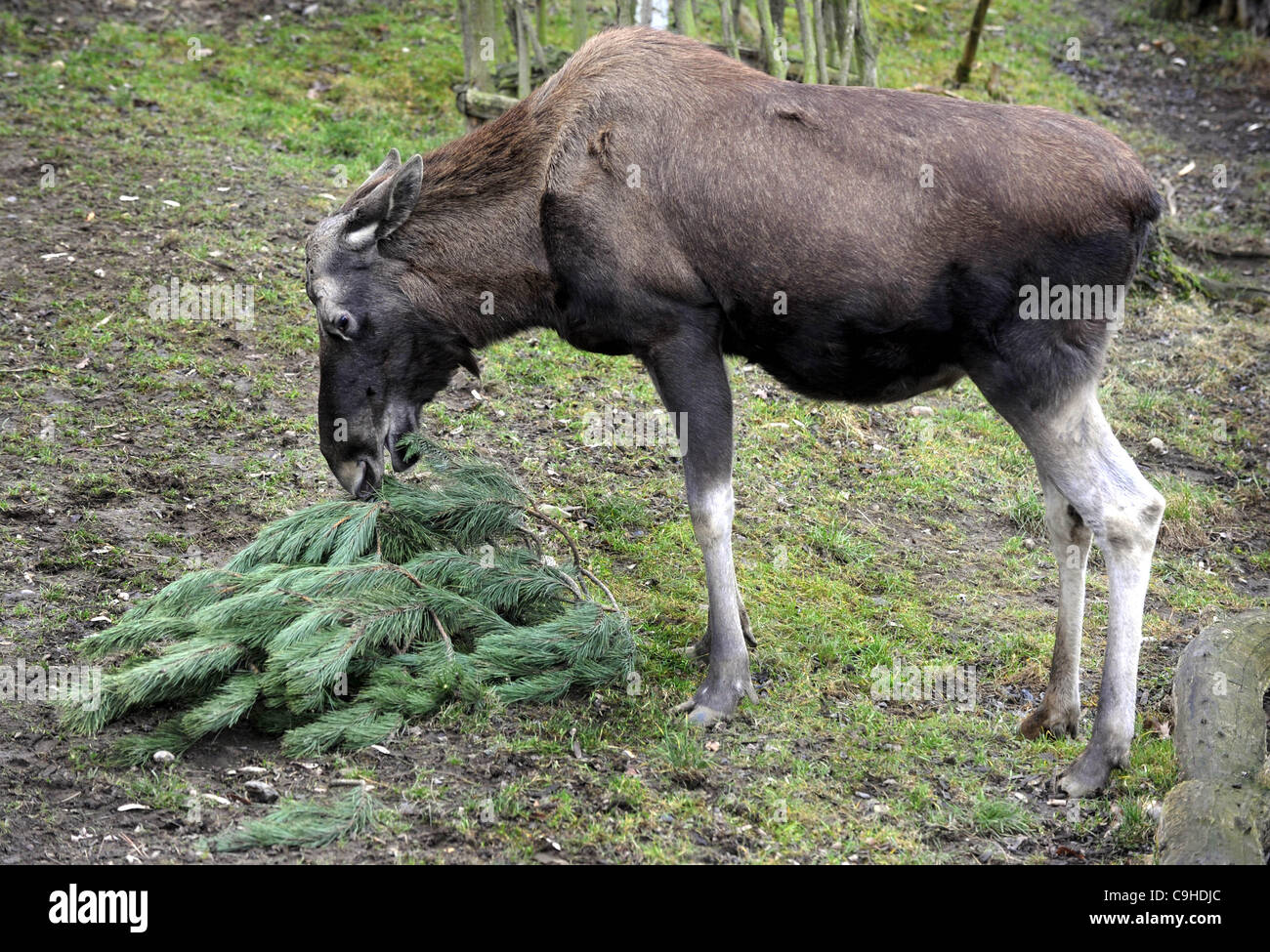European Elk in Prague zoo got from their keepers popular yearly ...