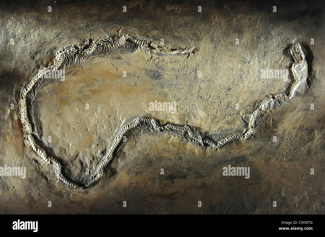 Fossils from Messel Pit near Darmstadt, central Germany, are pictured ...