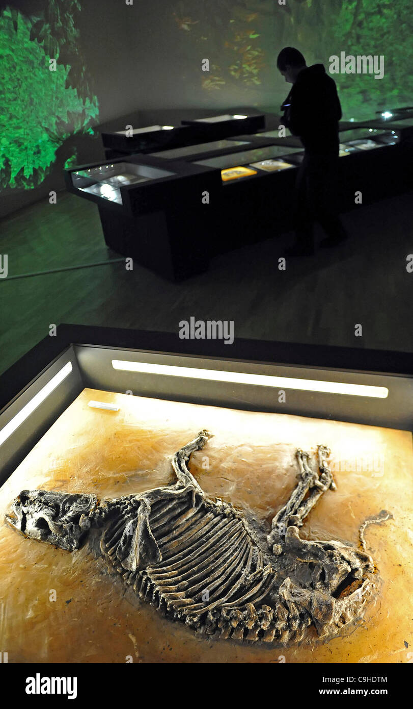 Fossils from Messel Pit near Darmstadt, central Germany, are pictured ...