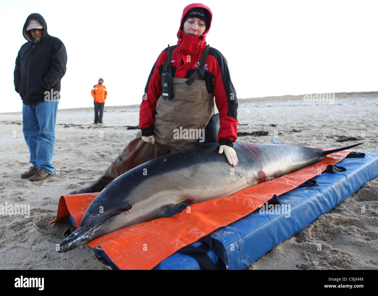 The International Fund for Animal Welfare's Marine Mammal Rescue Team ...