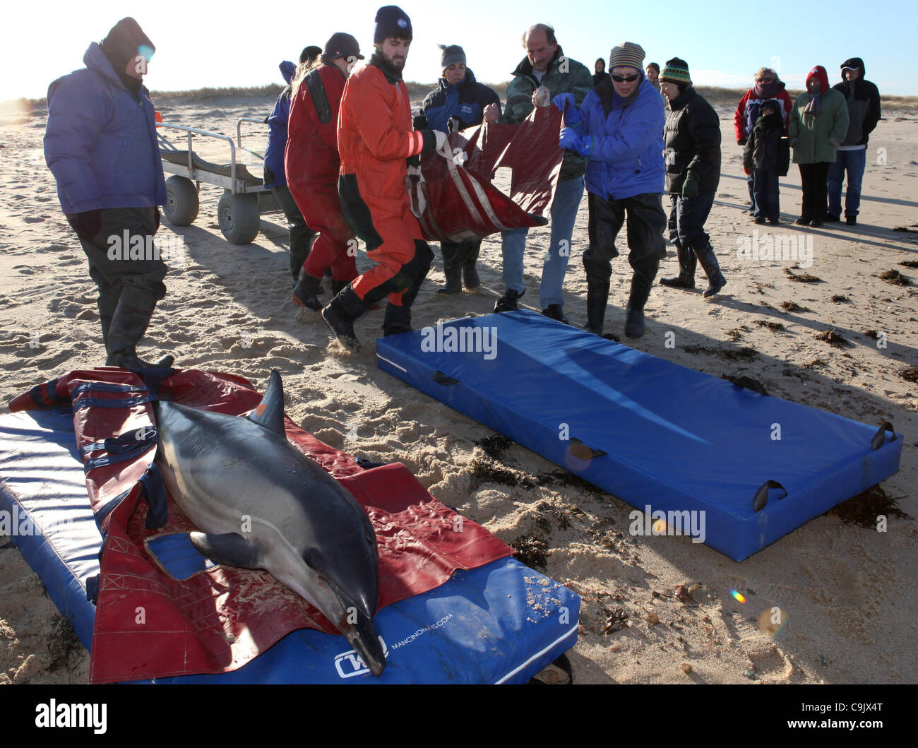 A common dolphin is transported to the beach by a team from the ...