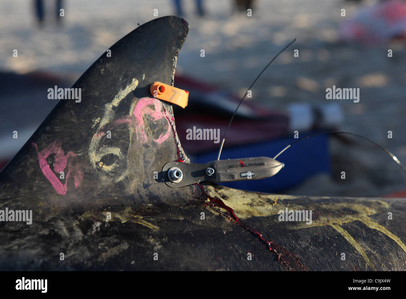 A rescued common dolphin sports a tracking device which was placed on ...