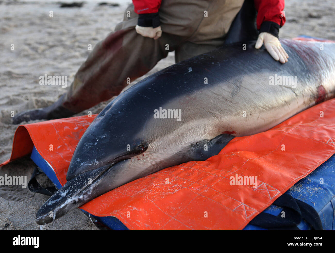 The International Fund for Animal Welfare's Marine Mammal Rescue Team ...