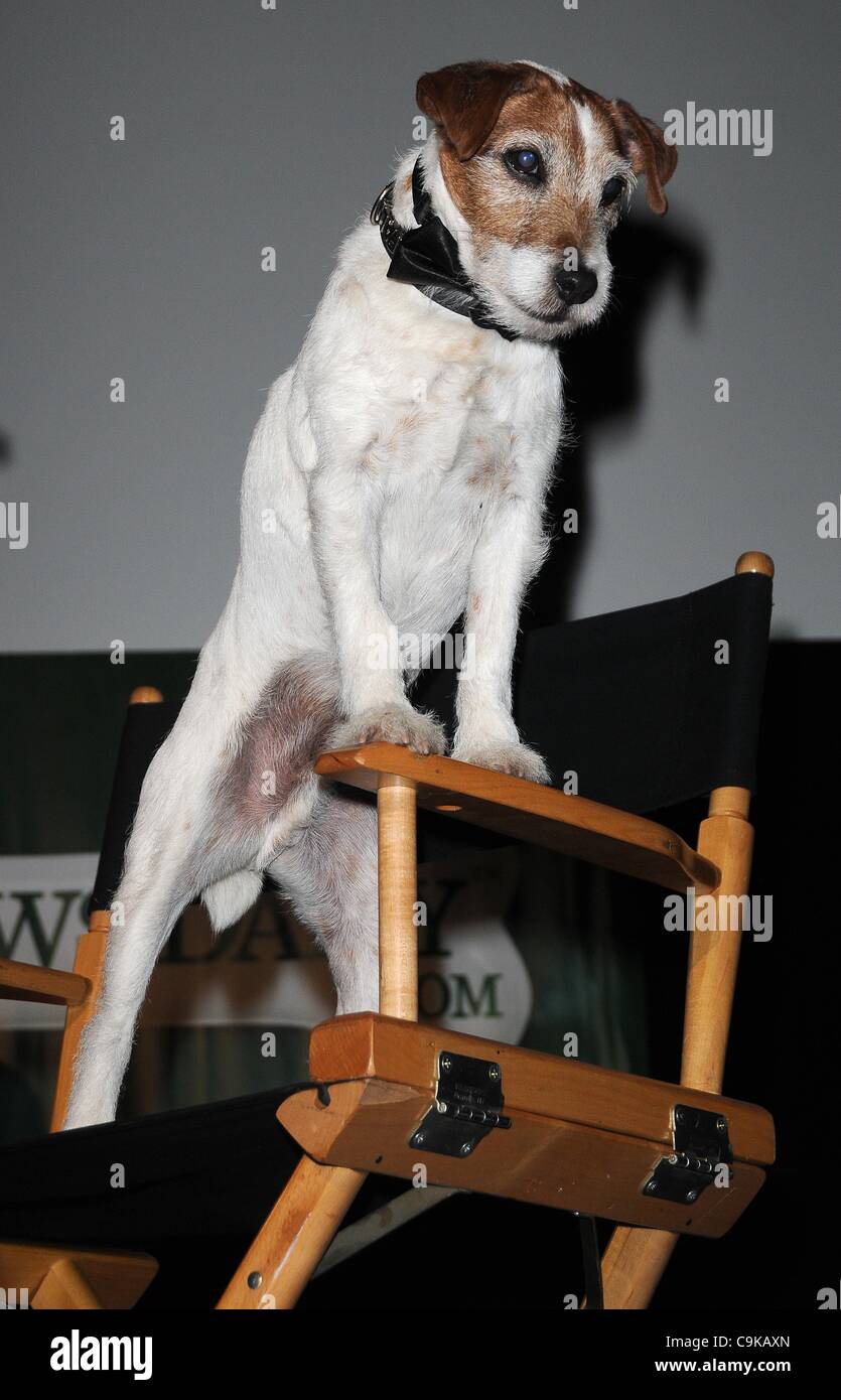 Golden collar hi-res stock photography and images - Alamy