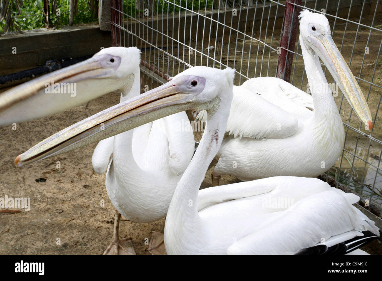 Jan. 23, 2012 - Southern Gaza Strip, Gaza Strip, Palestinian Territory ...