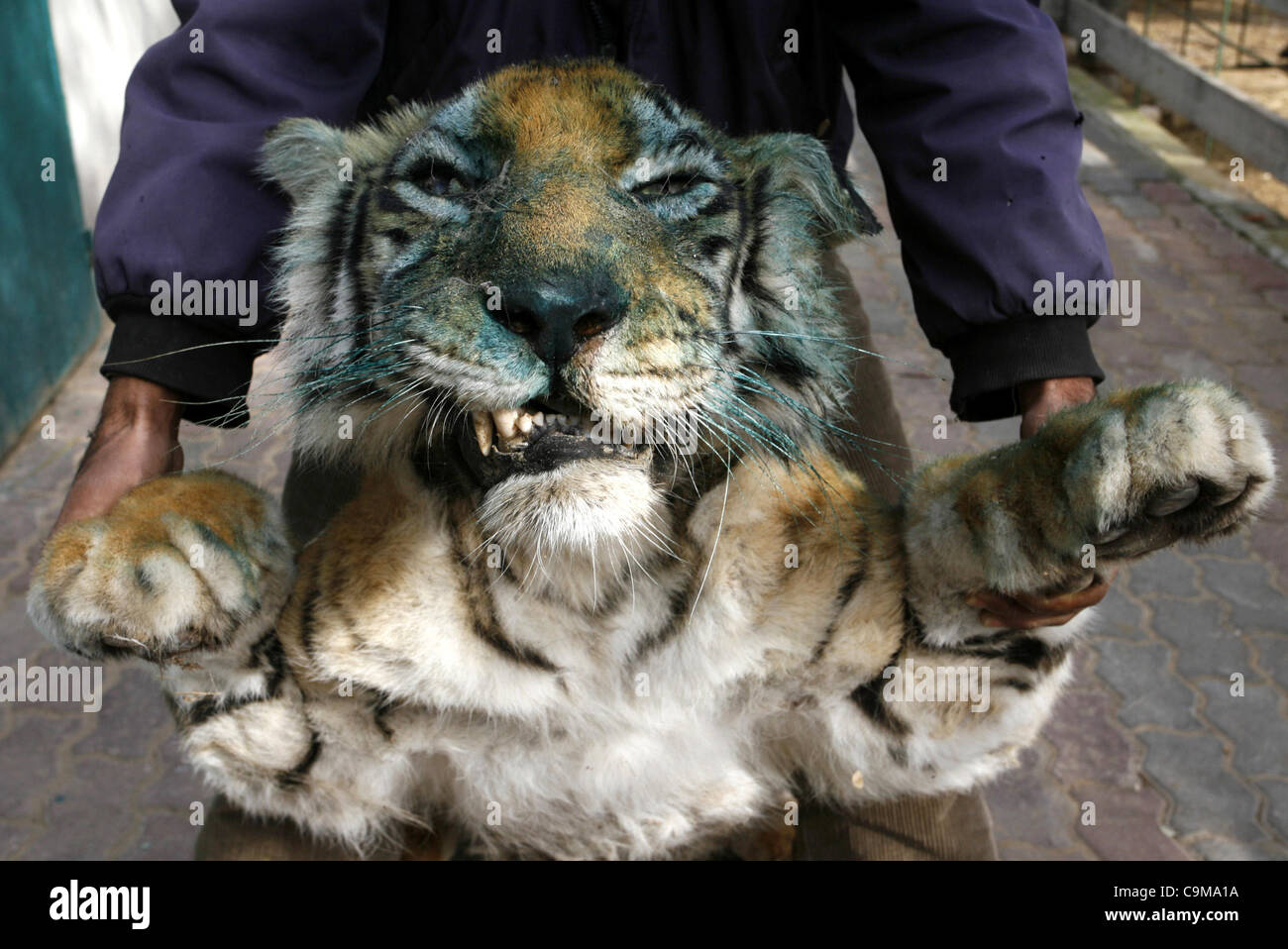 Embalm animals hi-res stock photography and images - Alamy