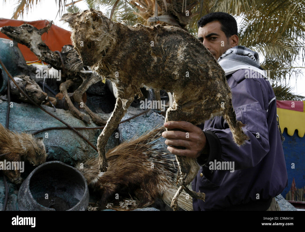 Embalm animals hi-res stock photography and images - Alamy