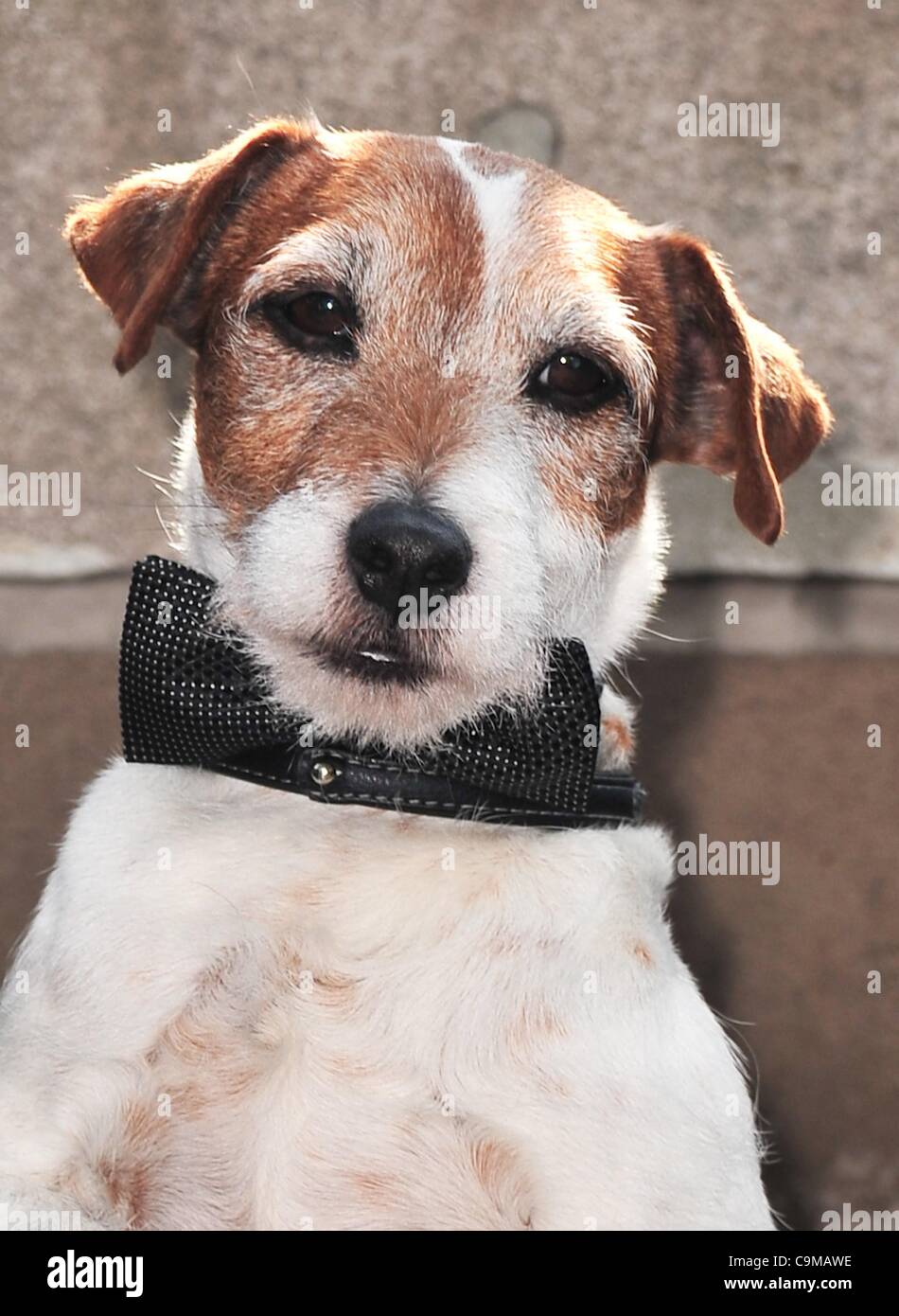 Uggie at a public appearance for Empire State Building Hosts Uggie from ...