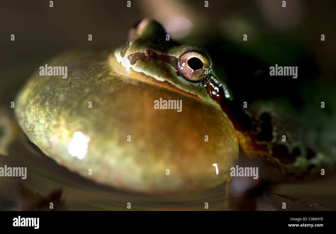 Jan. 25, 2012 - Roseburg, Oregon, U.S - A wild male Pacific tree frog ...