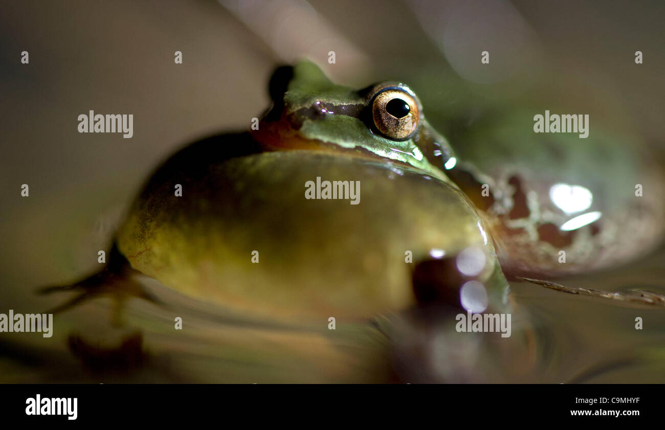 Jan. 25, 2012 - Roseburg, Oregon, U.S - A wild male Pacific tree frog ...