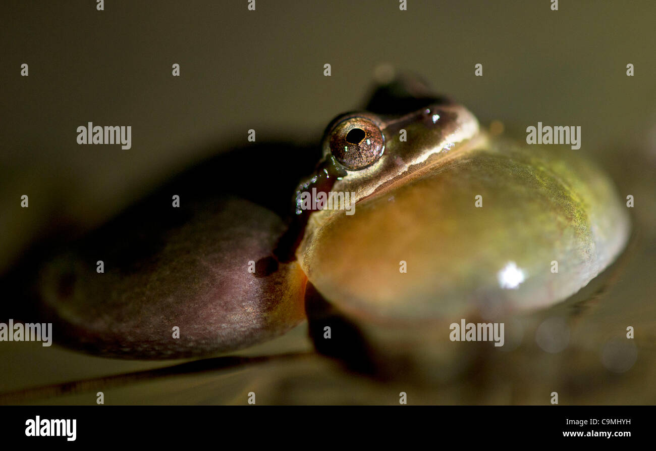 Jan. 25, 2012 - Roseburg, Oregon, U.S - A wild male Pacific tree frog ...