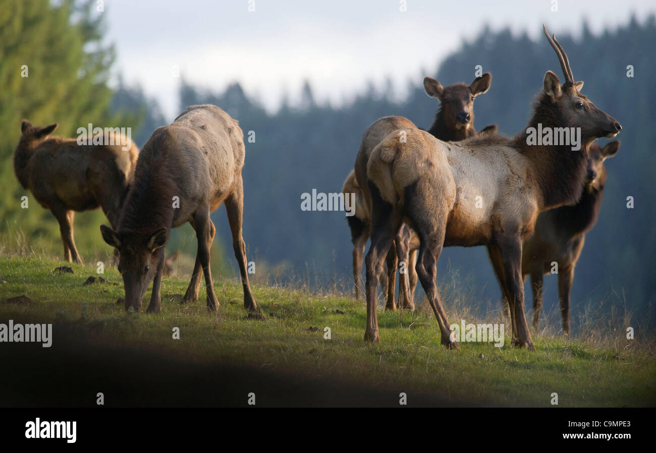 Jan. 26, 2012 - Elkton, Oregon, U.S - A herd of wild Roosevelt elk ...