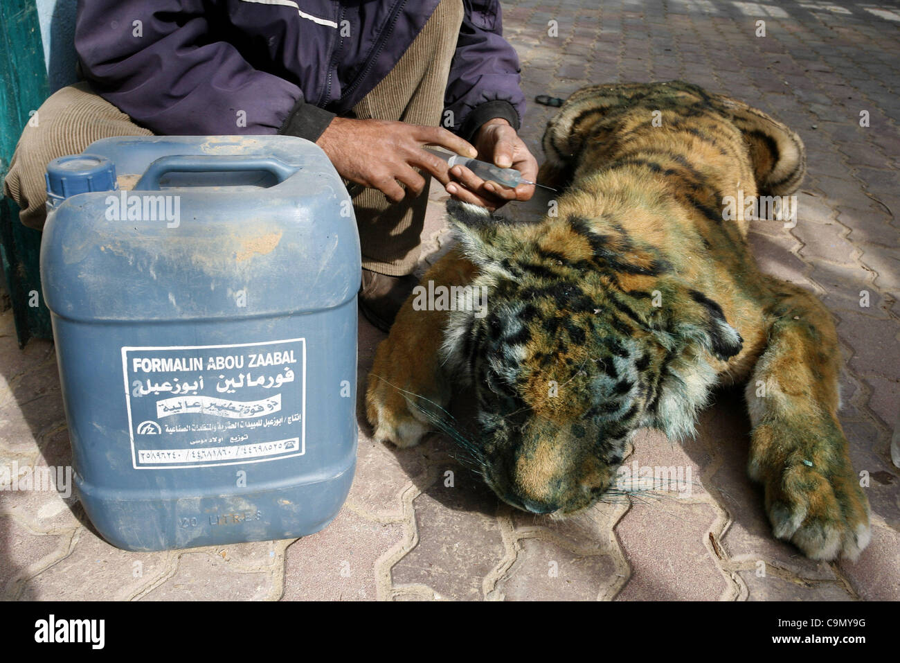 Embalm animals hi-res stock photography and images - Alamy