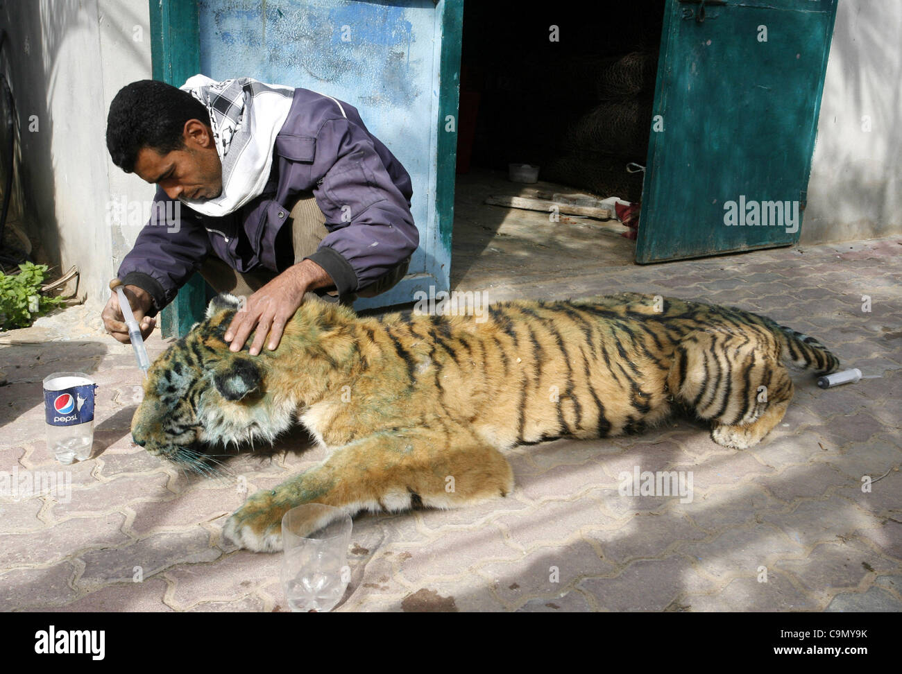 Embalm animals hi-res stock photography and images - Alamy