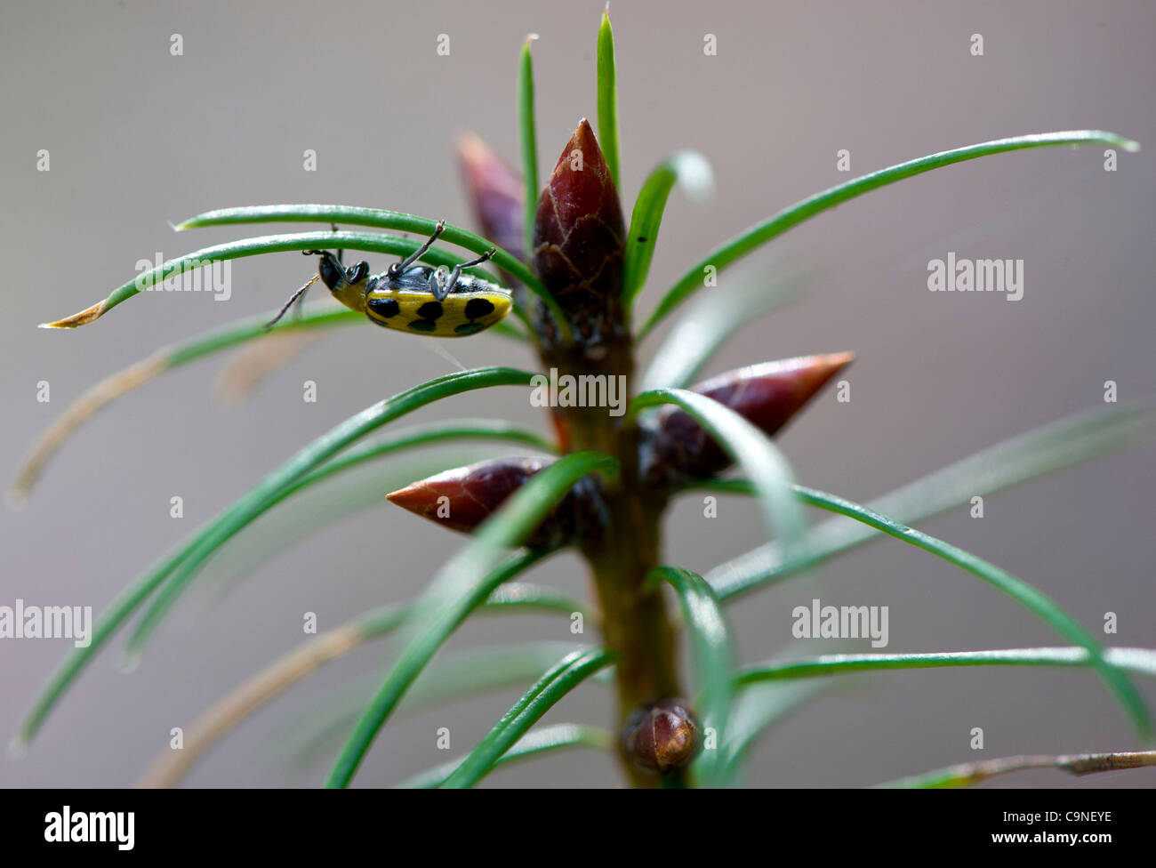 Douglas fir beetle hi-res stock photography and images - Alamy