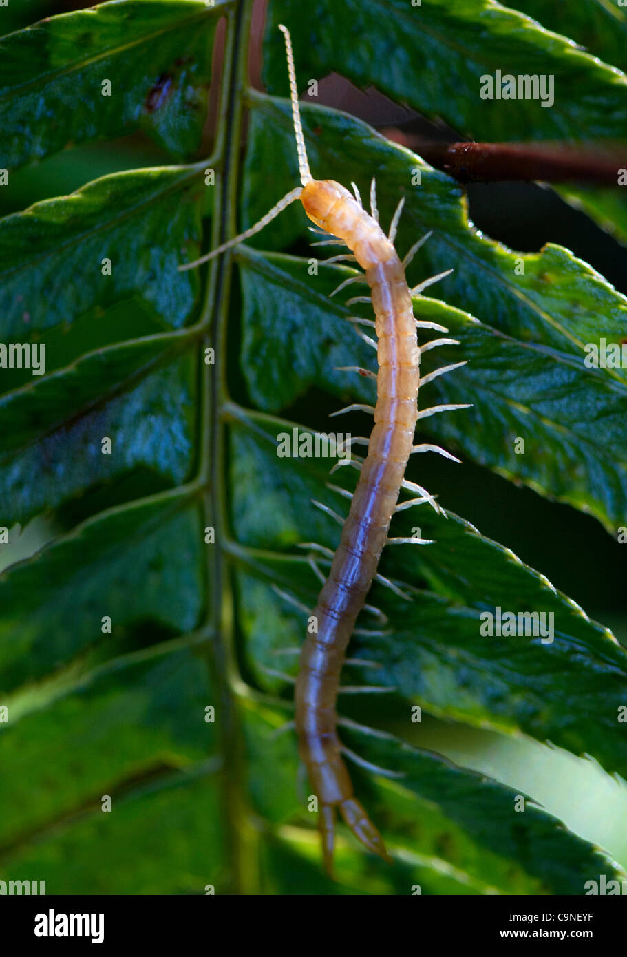 Image centipede hi-res stock photography and images - Alamy