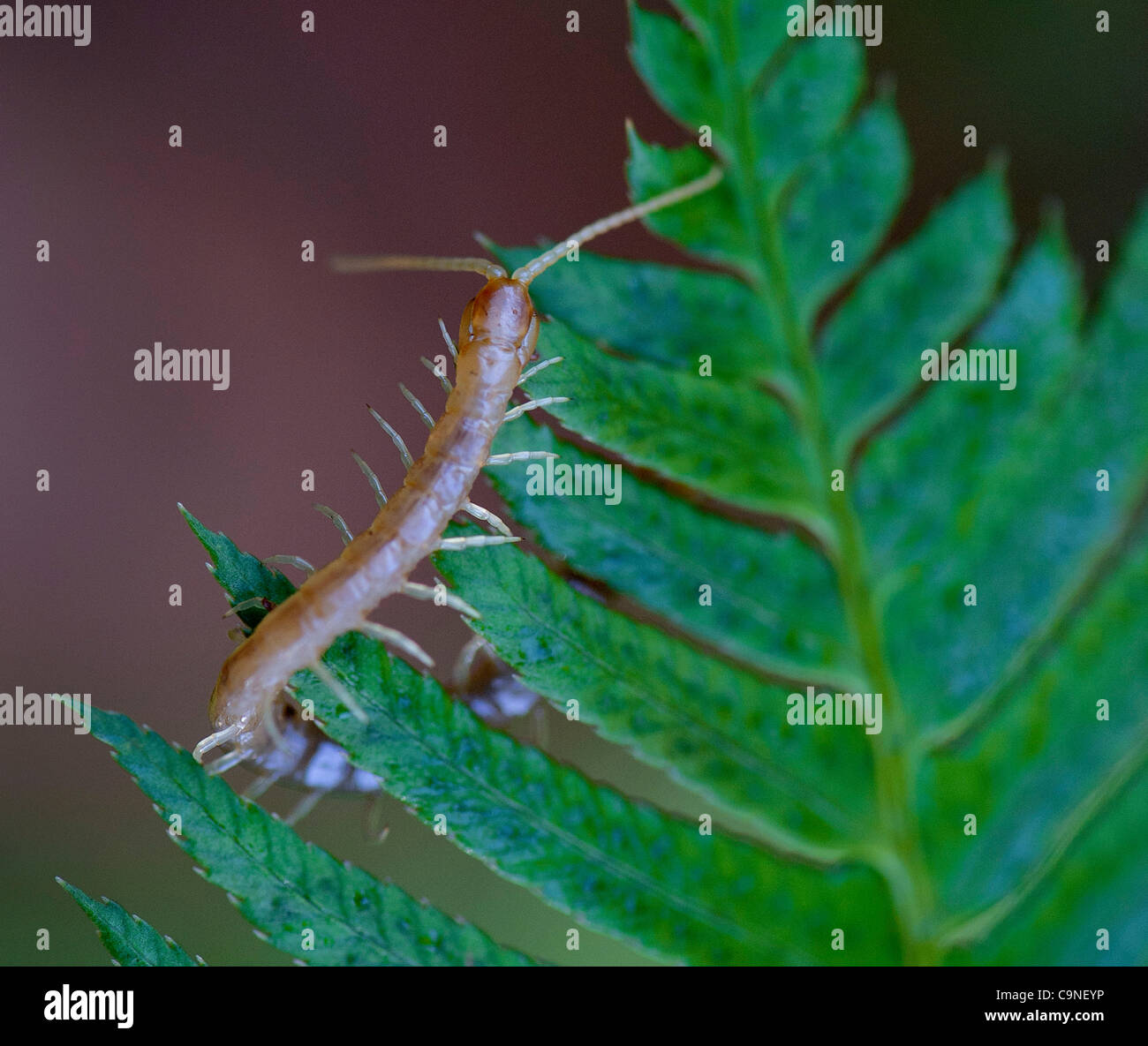 Image centipede High Resolution Stock Photography and Images - Alamy