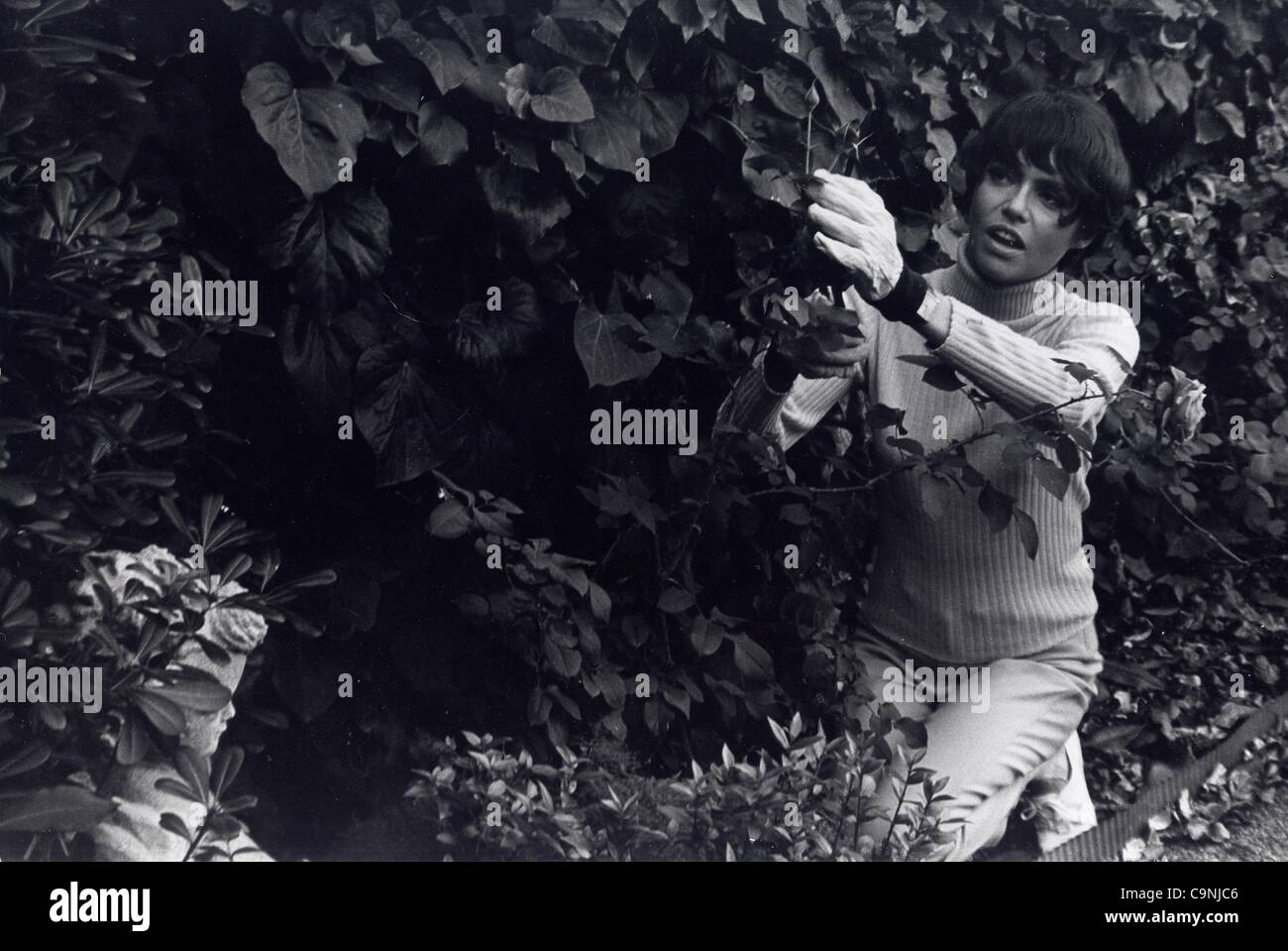 BARBARA FELDON at her Hollywood Hills home.Supplied by Photos, inc ...