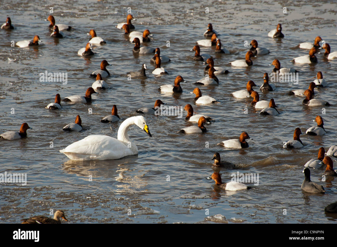 It is World Wetlands Day, February 2nd 2012 on the Ouse Washes at the ...