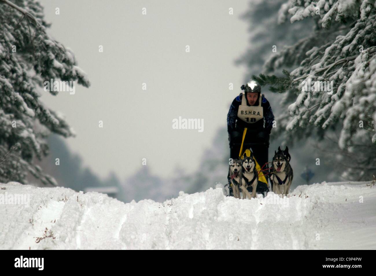 British Siberian Husky Racing at Elveden Forest on Sunday after the UK ...