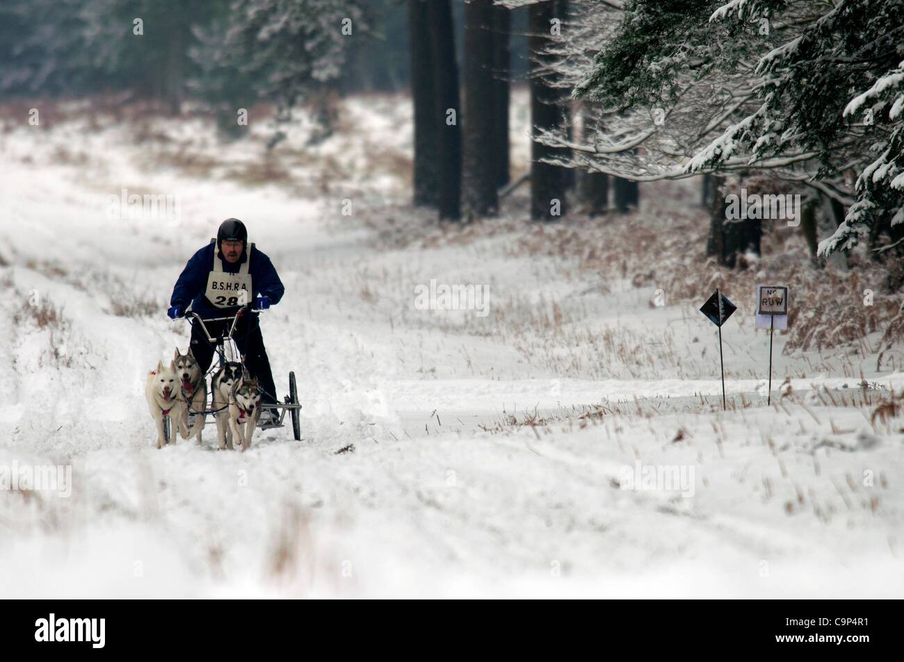 British Siberian Husky Racing at Elveden Forest on Sunday after the UK ...