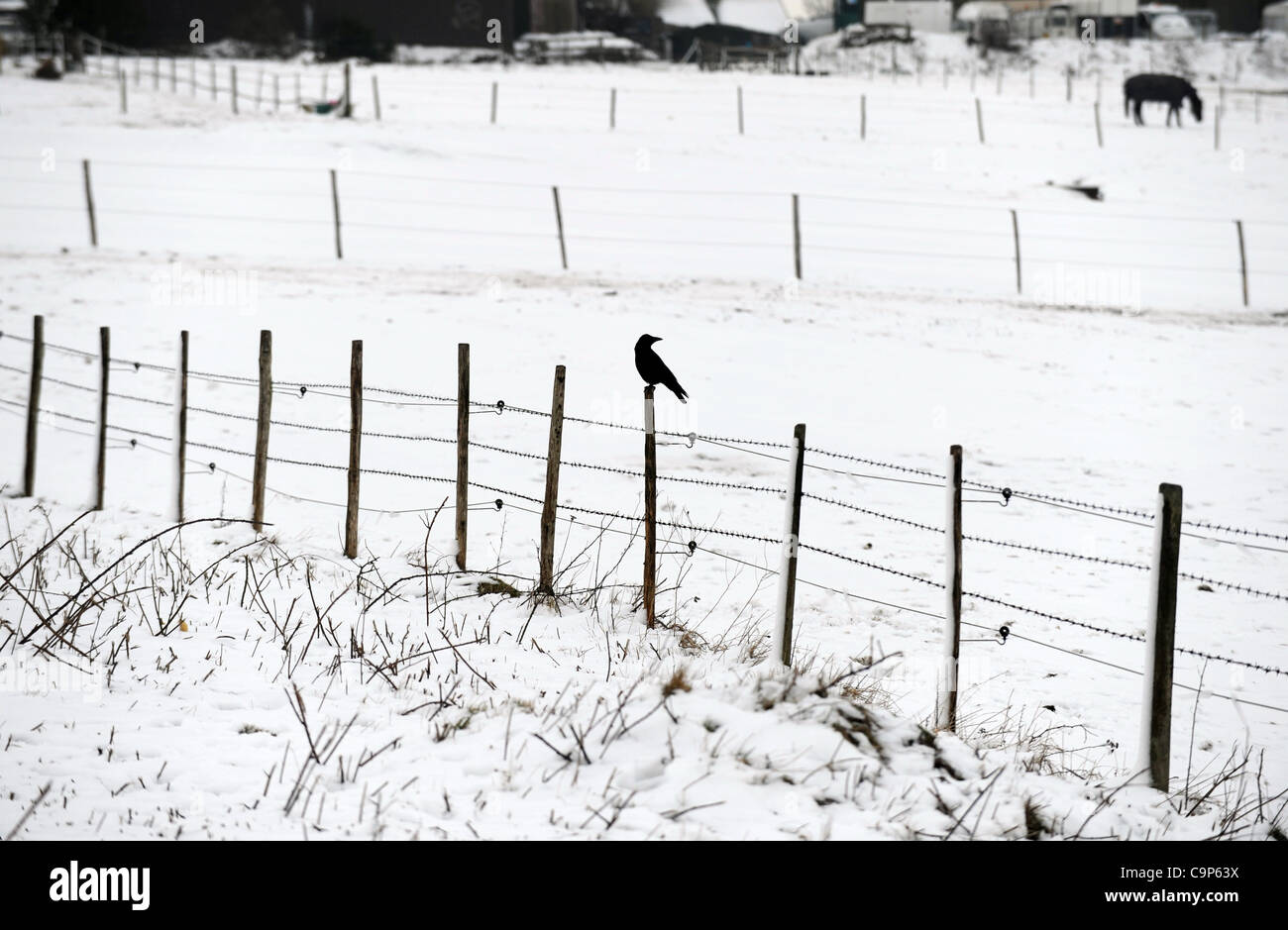 Birds on fence hi-res stock photography and images - Alamy