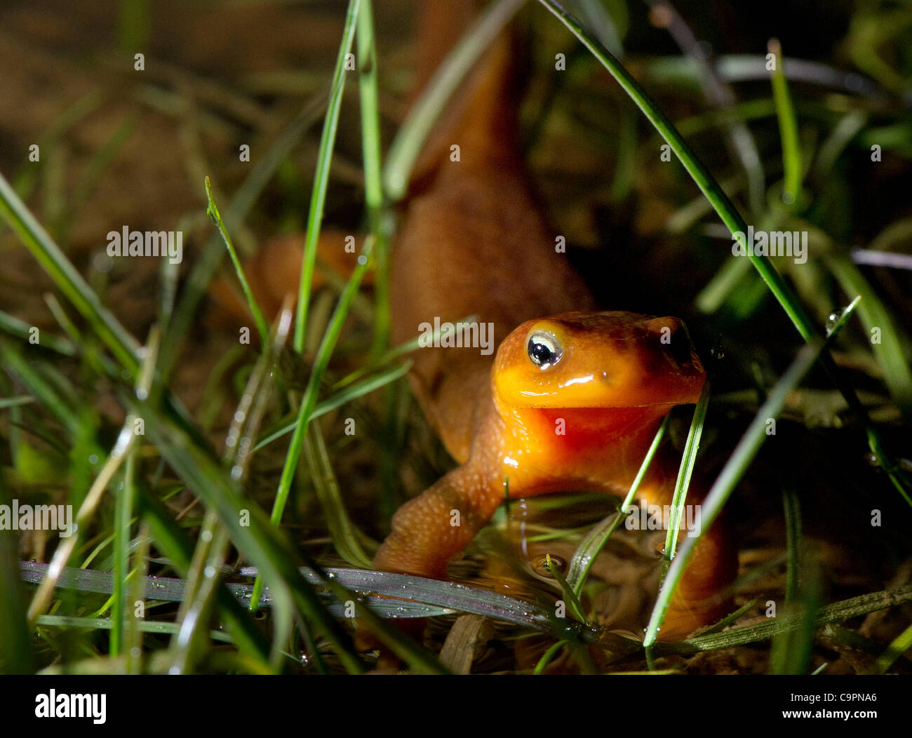 Rough skinned newt in oregon hi-res stock photography and images - Alamy