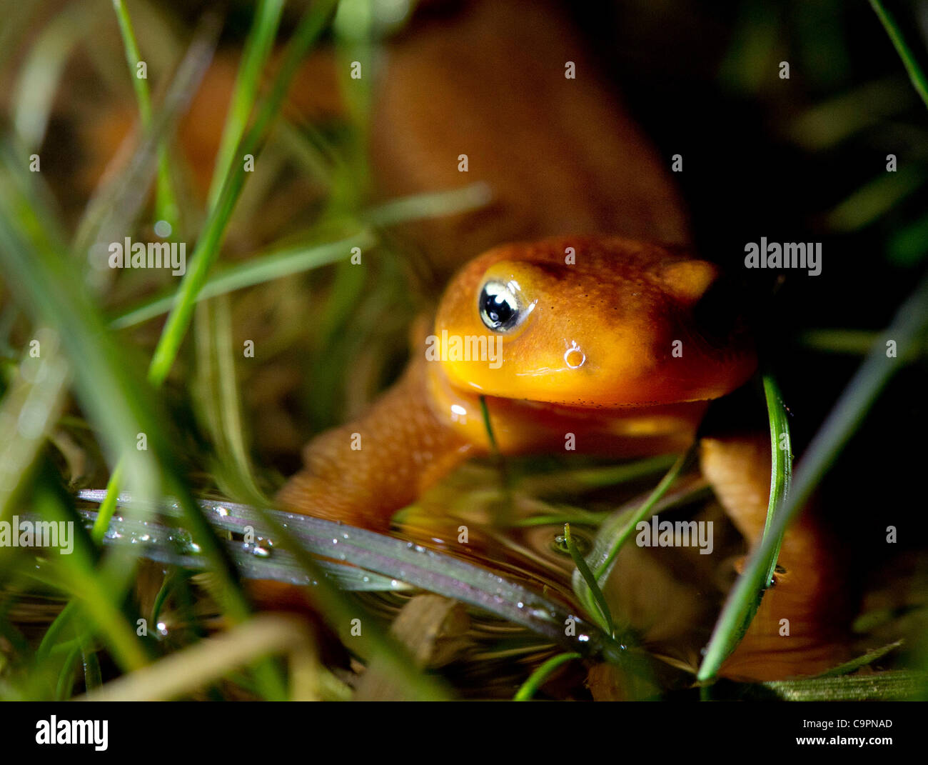 Rough skinned newt in oregon hi-res stock photography and images - Alamy