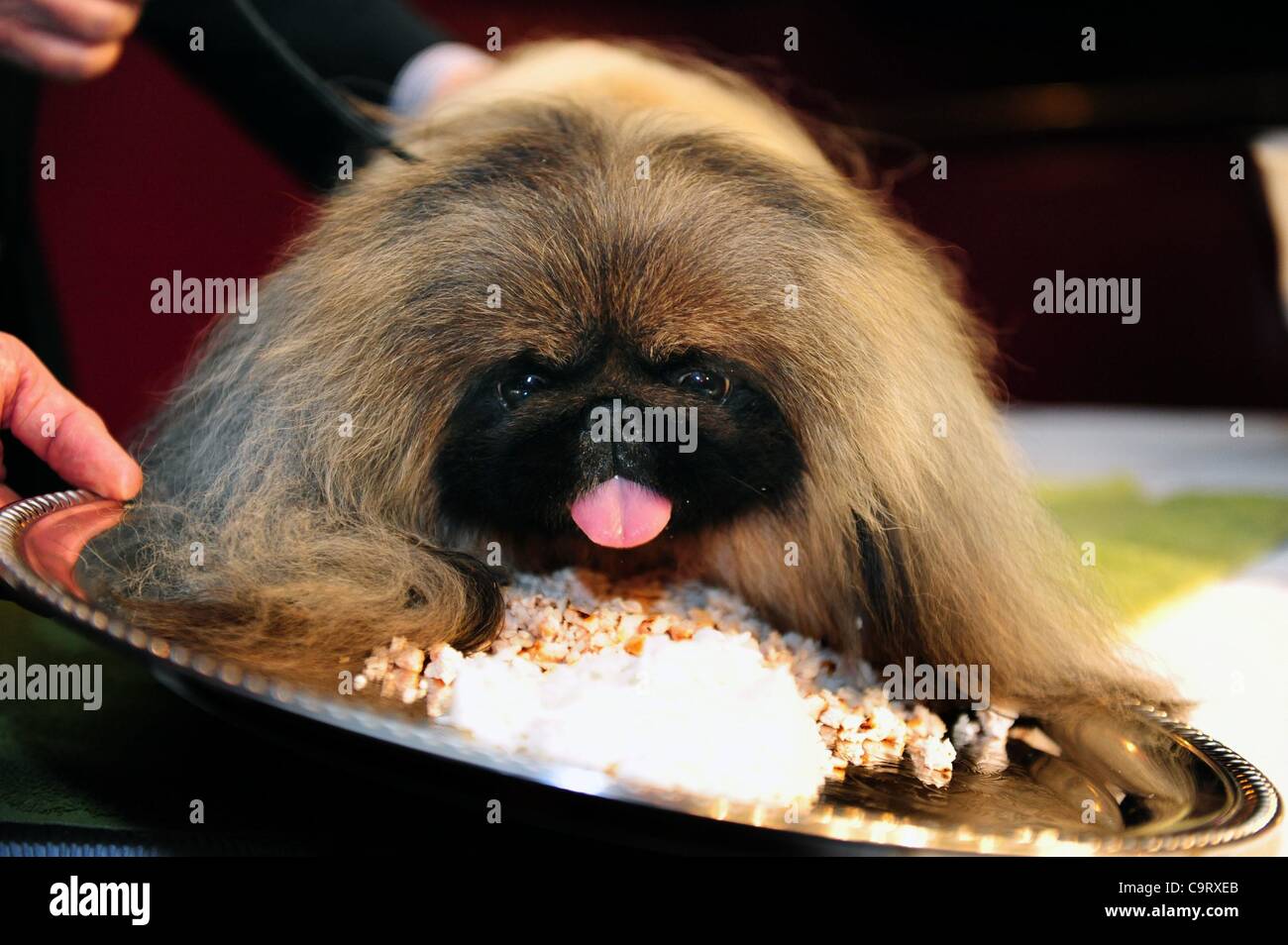 Can Pekingese Eat Chicken