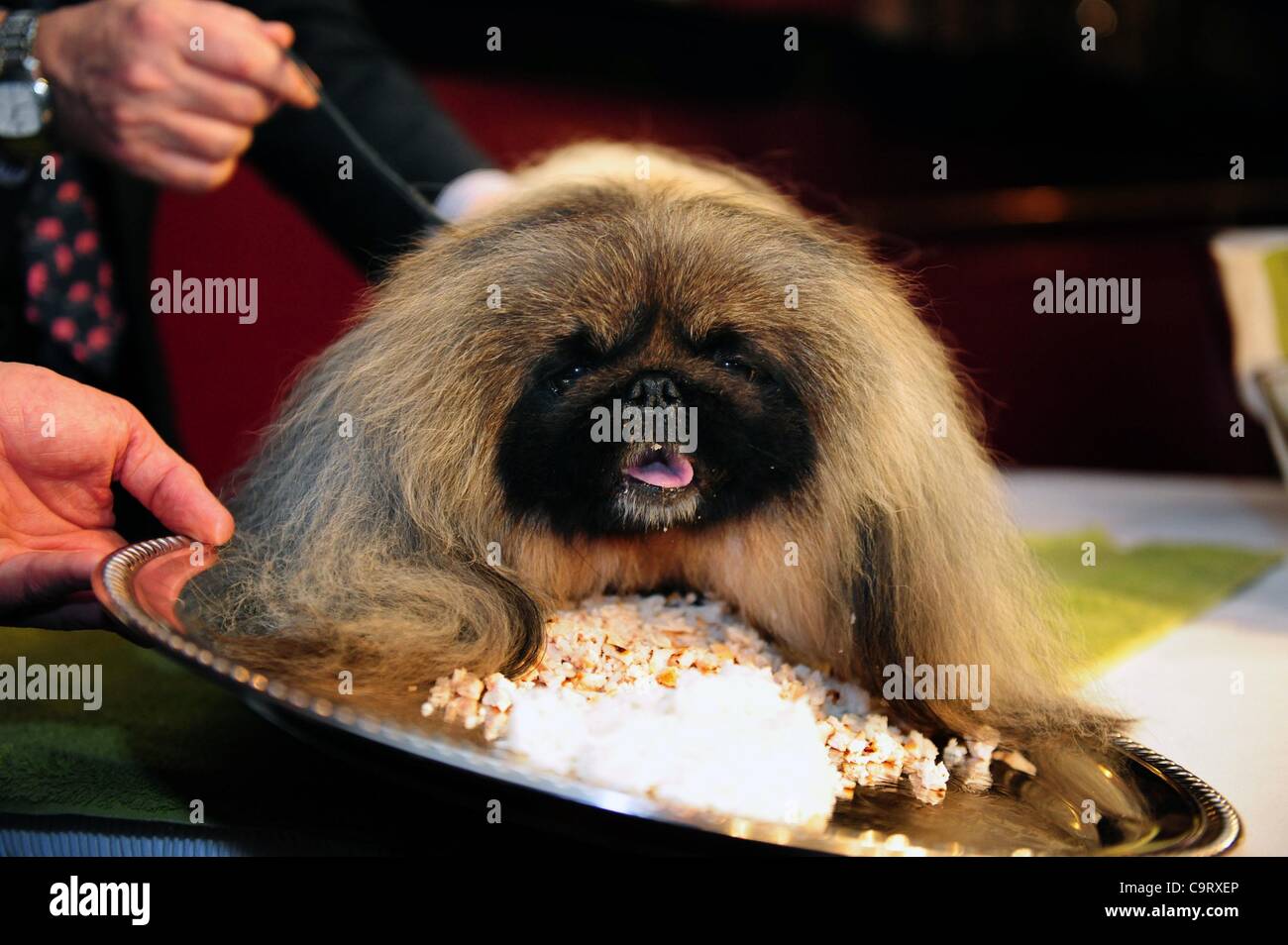 Can Pekingese Eat Chicken