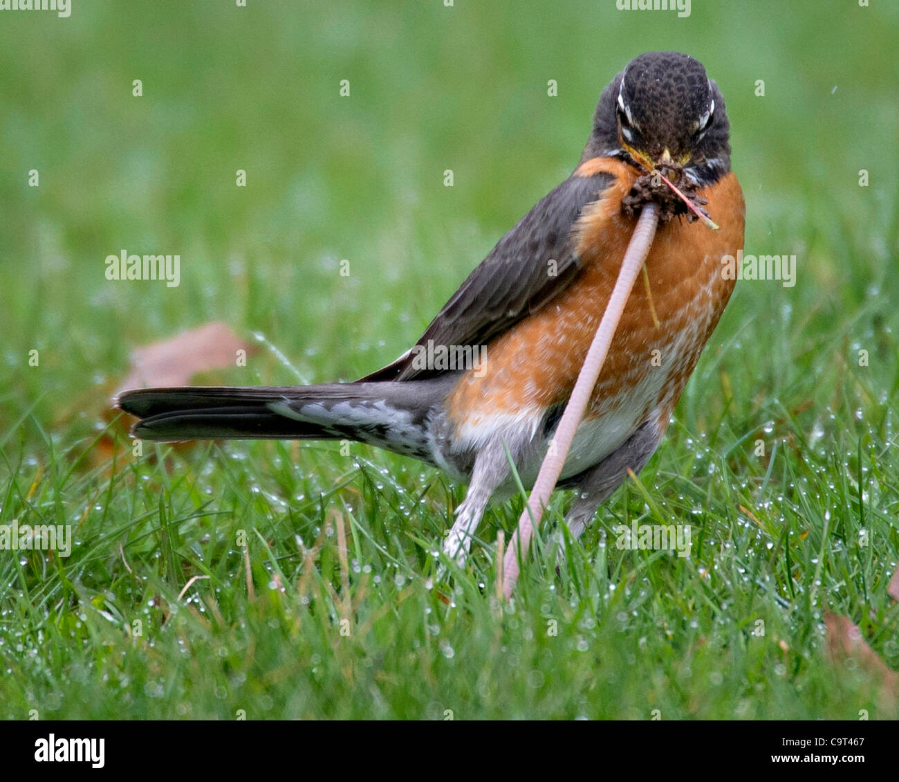 Feb. 16, 2012 - Roseburg, Oregon, U.S - An American robin struggles to ...
