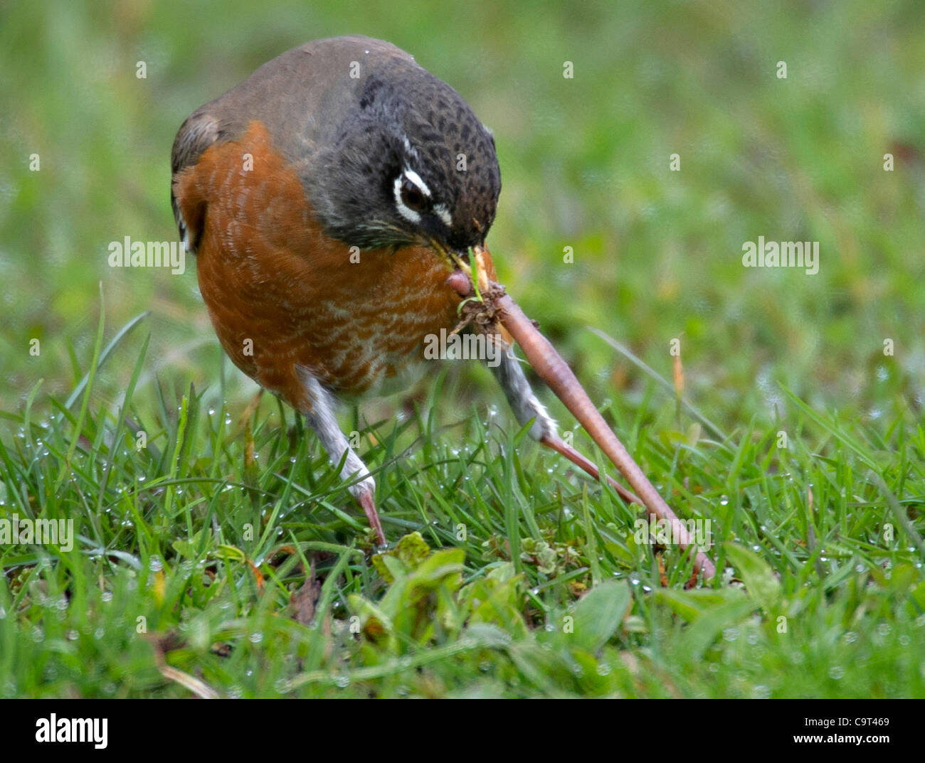 Robin Eating Worms In Dirt