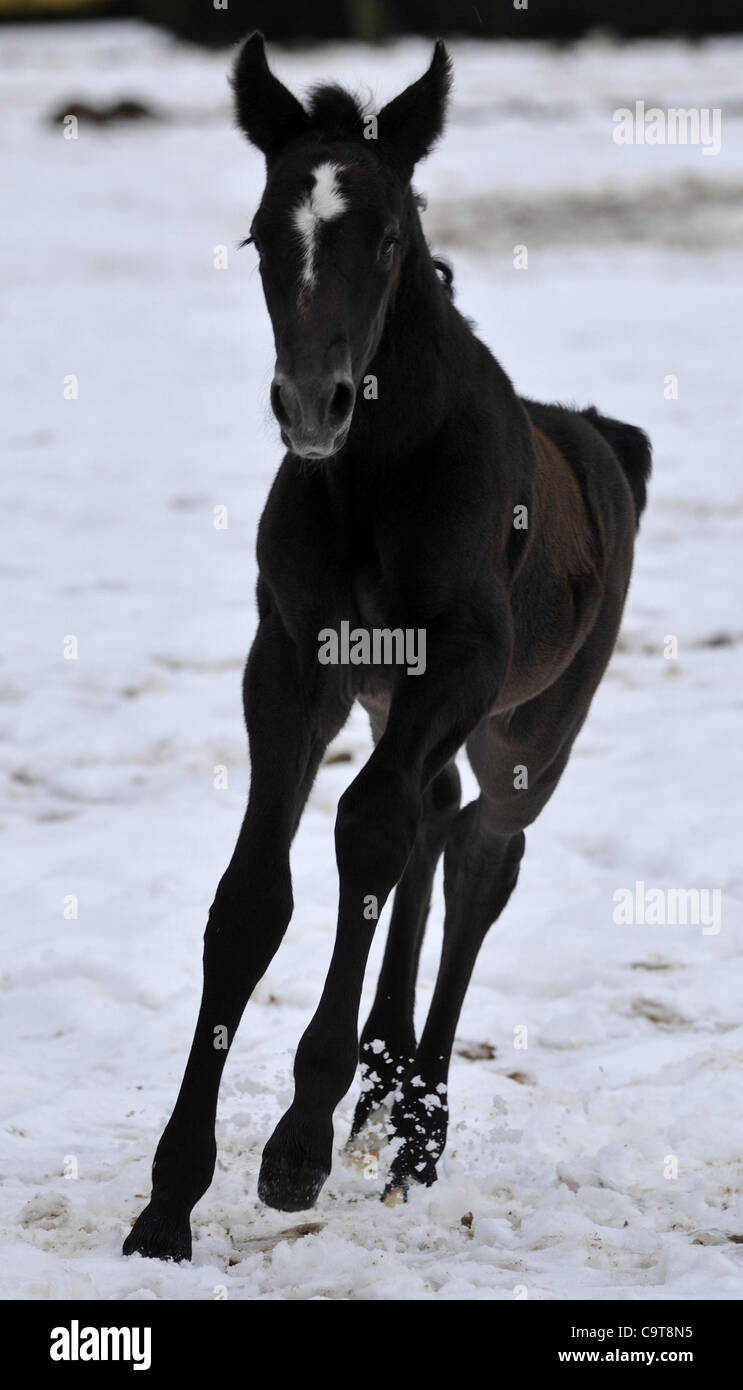 National Stud in Kladruby nad Labem, Czech Republic on February 17 ...