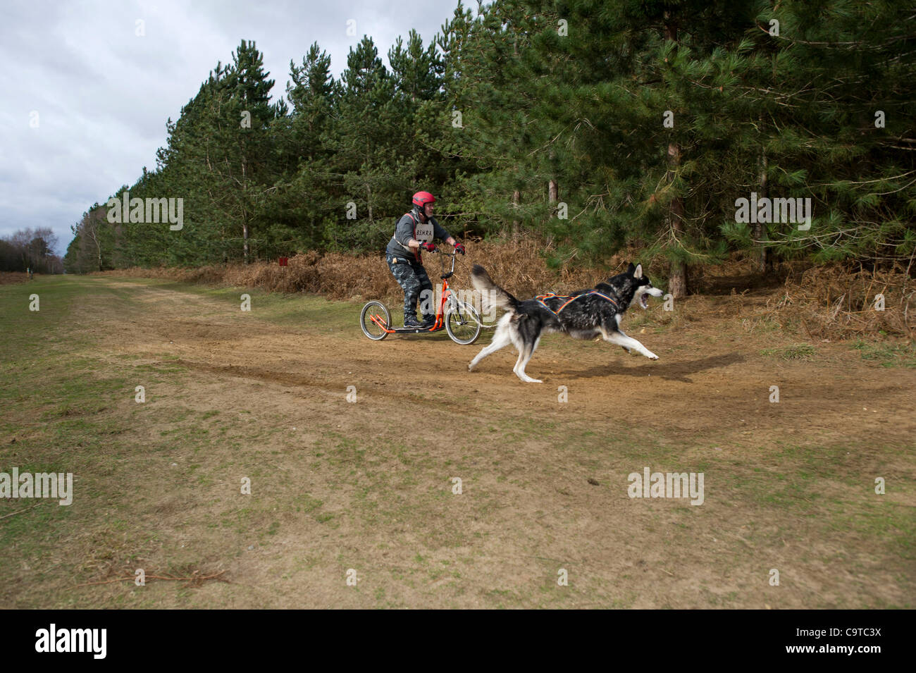 British Siberian Husky Racing Association event held at Rendlesham ...