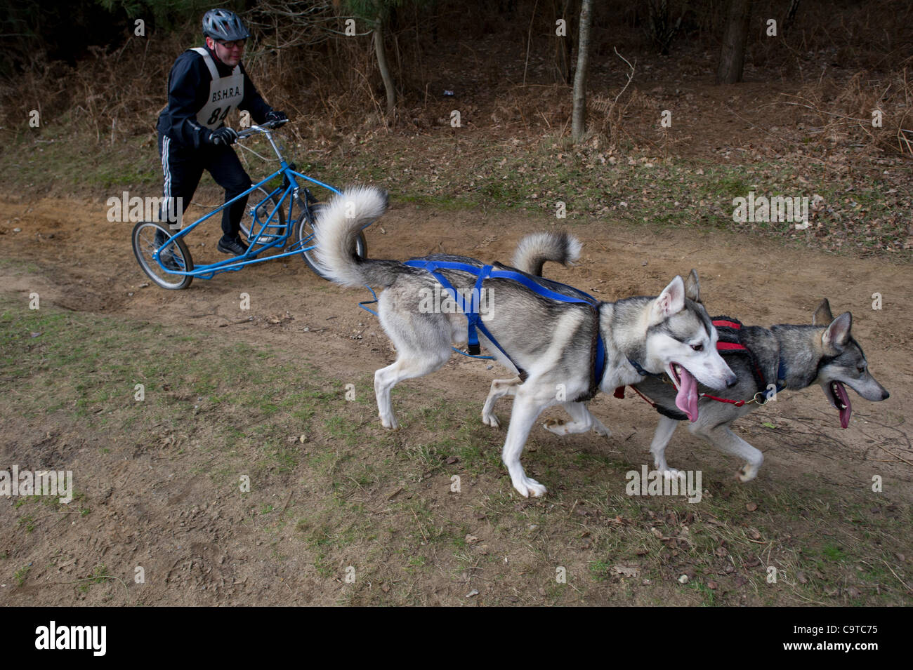 British Siberian Husky Racing Association event held at Rendlesham ...