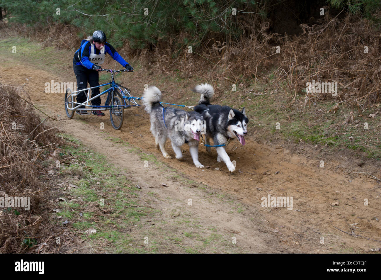 British Siberian Husky Racing Association event held at Rendlesham ...