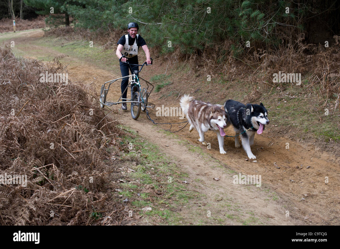 British Siberian Husky Racing Association event held at Rendlesham ...