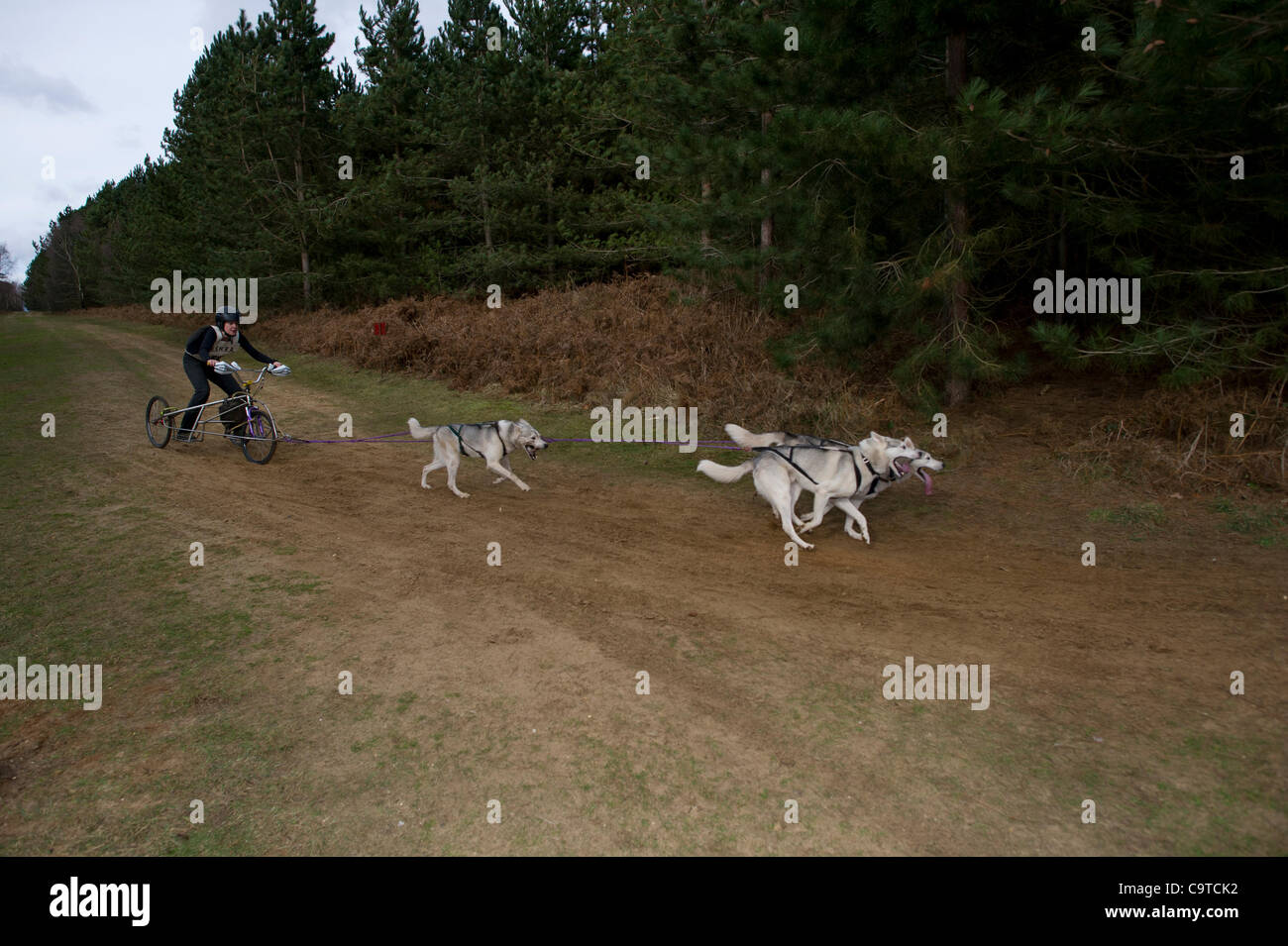 British Siberian Husky Racing Association event held at Rendlesham ...