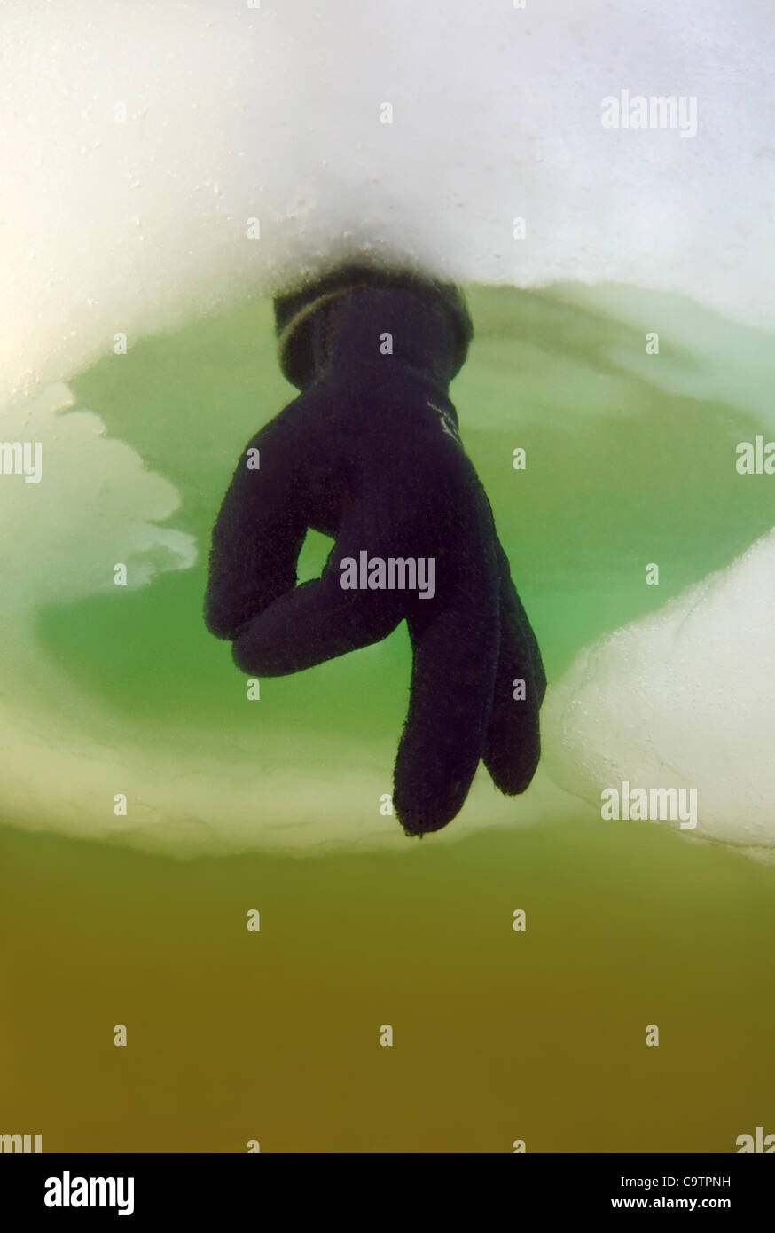 Diver's hand giving the OK sign, subglacial diving, ice diving, in the ...