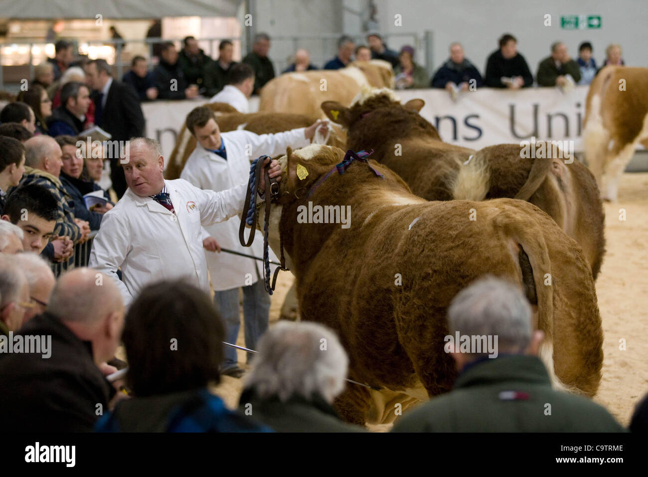 Stirling, UK. 20th Feb, 2012. The Perth Bull Sales held in Stirling ...