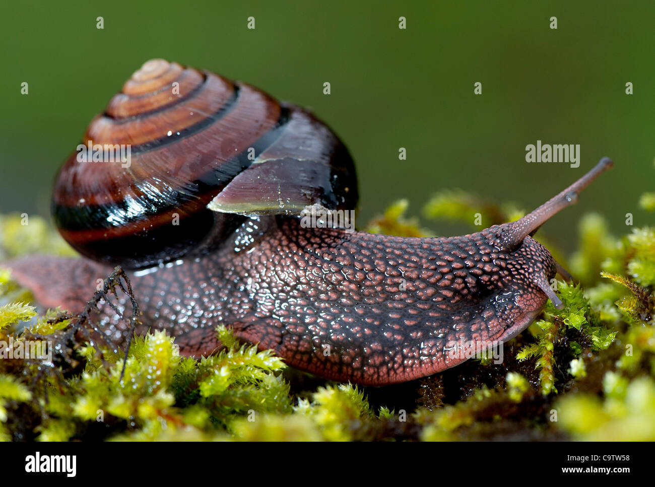 Feb. 20, 2012 - Roseburg, Oregon, U.S - A large Pacific sideband snail ...