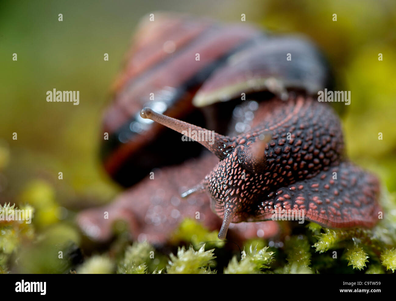 Feb. 20, 2012 - Roseburg, Oregon, U.S - A large Pacific sideband snail ...