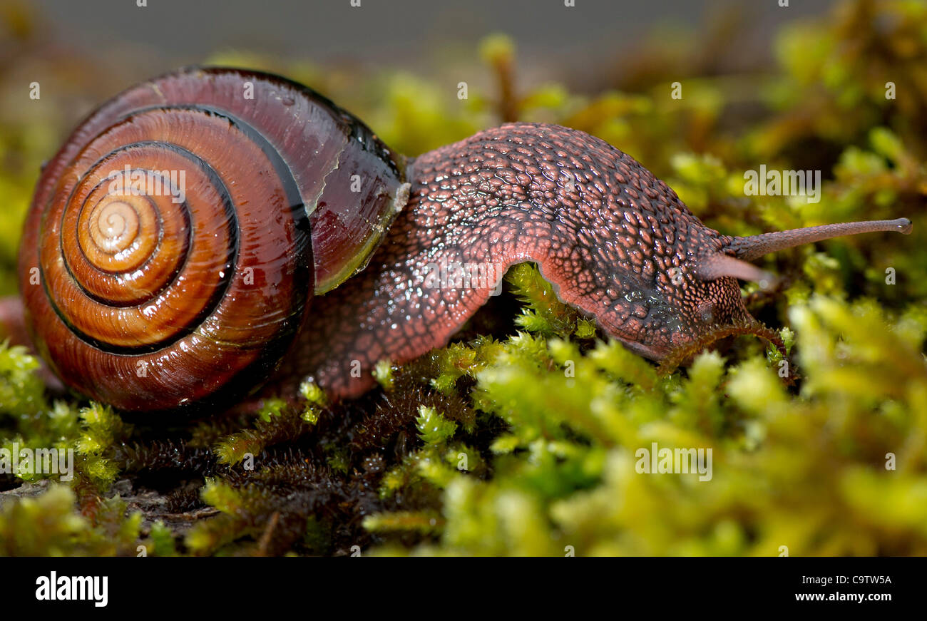 Feb. 20, 2012 - Roseburg, Oregon, U.S - A large Pacific sideband snail ...